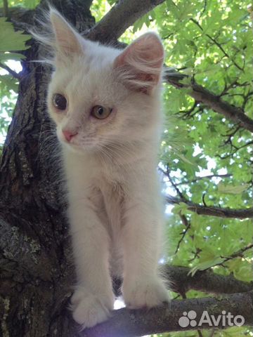 Белый интеллигентный котенок Снежа