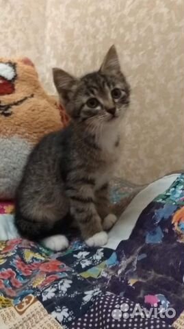 Спасенные котята девочки ищут дом