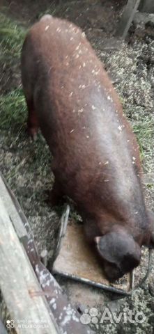 Кабан дюрок