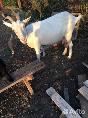 Продаю козу молочную