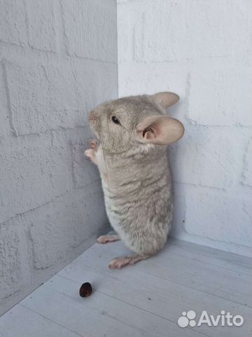 Мальчик и девочка, 2 месяца