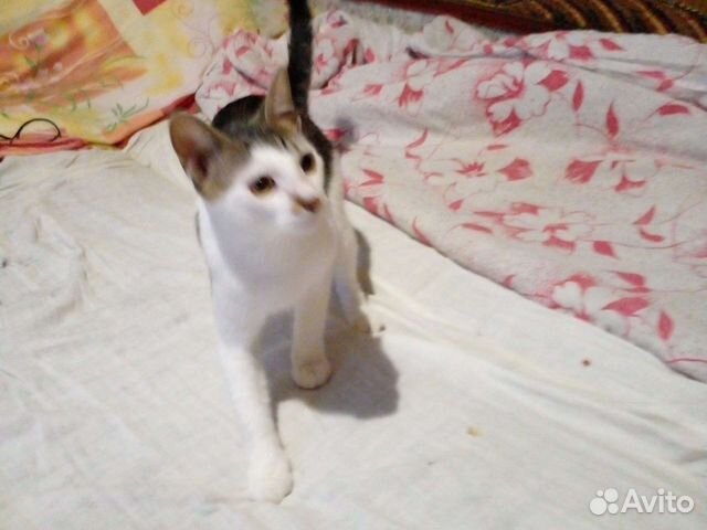 Японский бобтейл