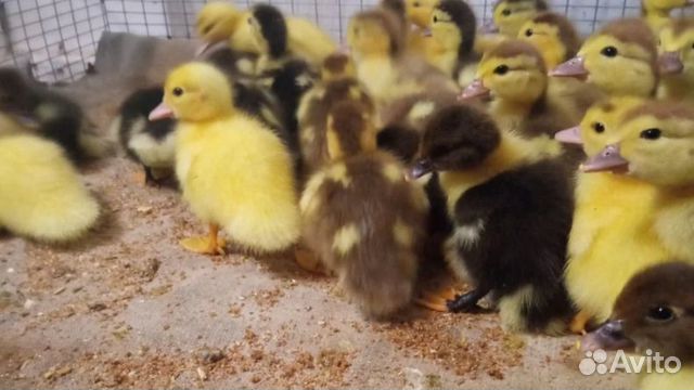 Индоутята подростки