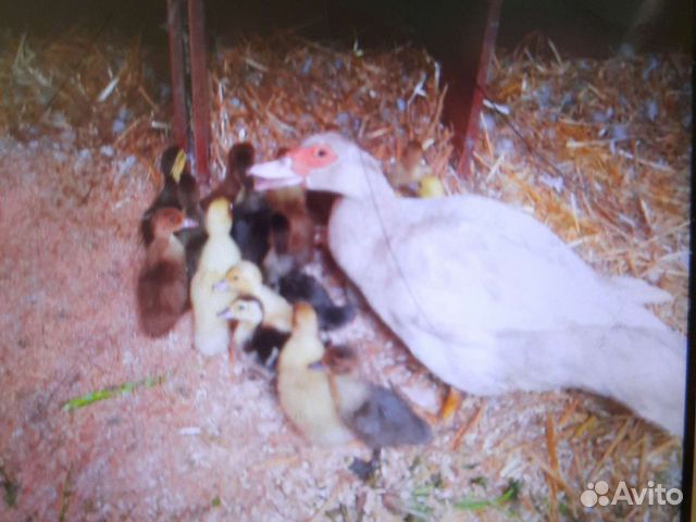 Мускусные утята индоутки