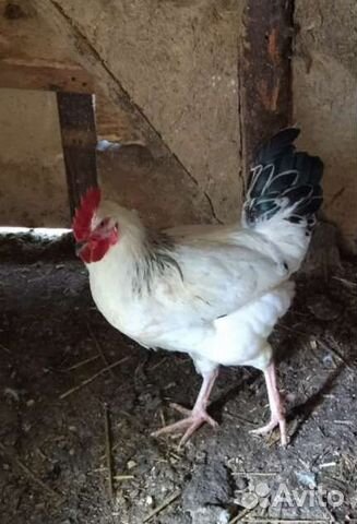 Петухи полукровки разных пород