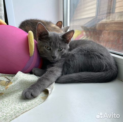 А-ля русская голубая кошечка в добрые руки