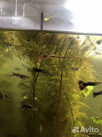 Аквариумные рыбки гуппи