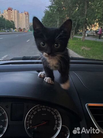 Котенок