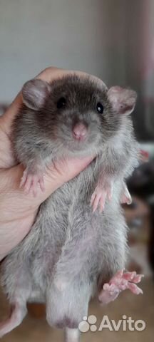 Лонг агути дамбо