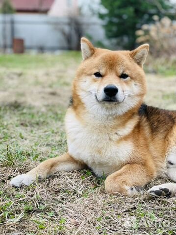 Кобель Сиба-ину (Шиба-ину). Вязка