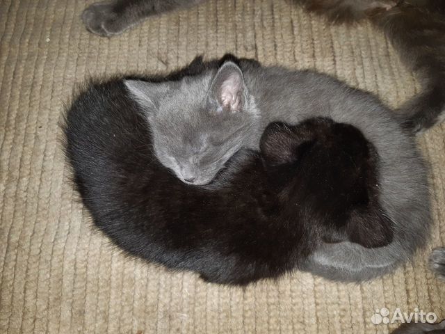 Кошка
