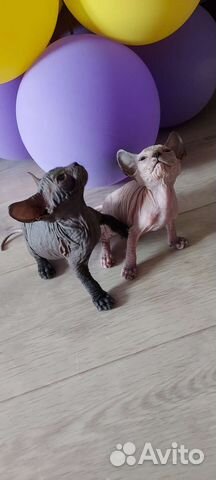 Донской сфинкс котята