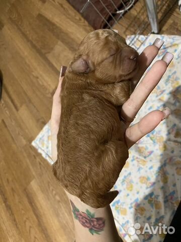 Мальтипу щенки мини