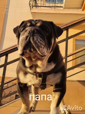 Английский бульдог