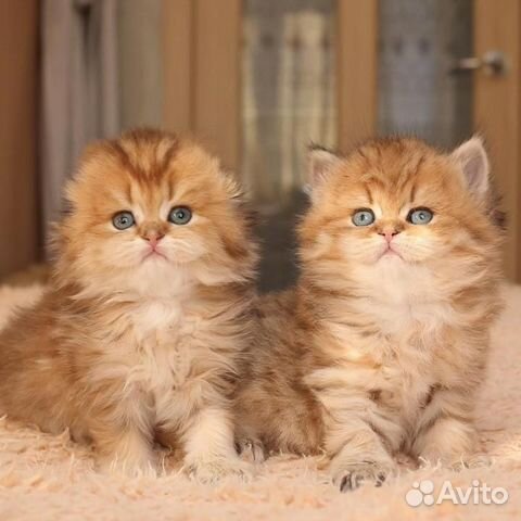 Котята золотые и серебристые шиншиллы