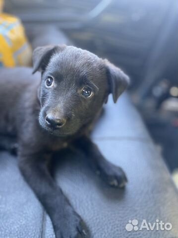 Тоби ищет дом