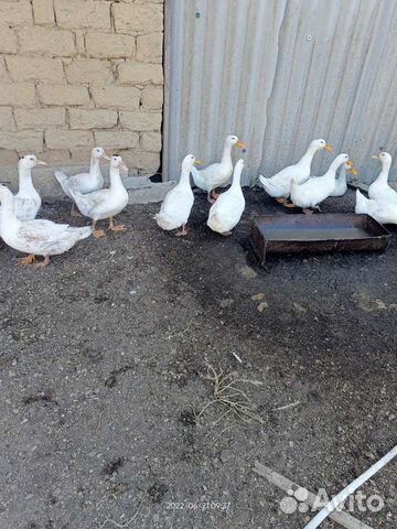 Утки муларды