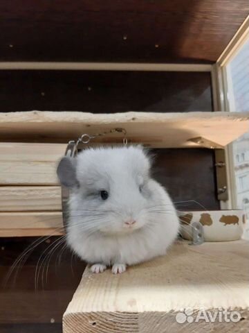 Шиншилла Сонечка