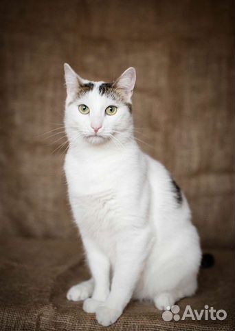 Коты в добрые руки