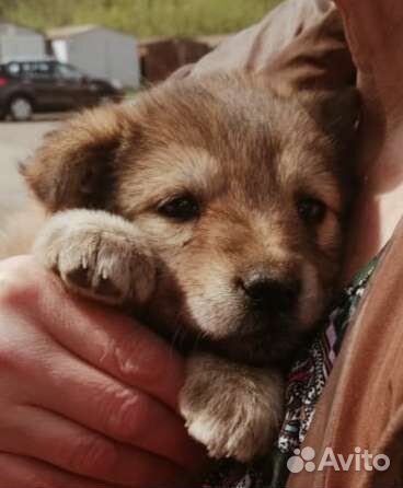 Щенок мальчик в добрые руки