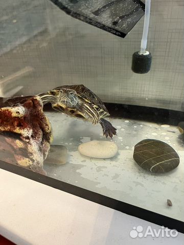 Красноухая черепаха (водяная)