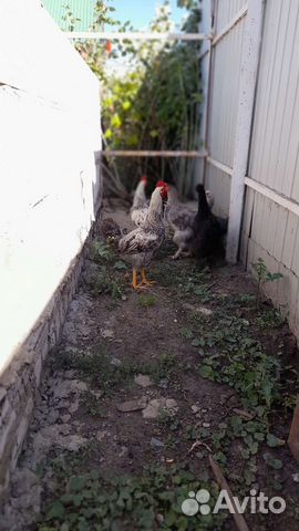 Петушки молодки