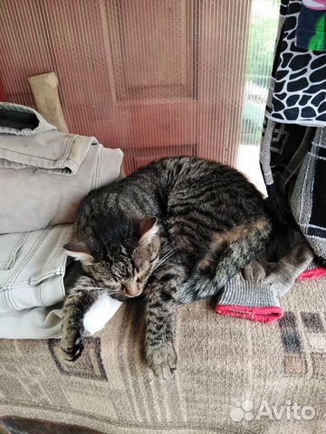 Шикарный котяра для семьи