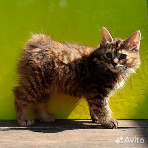 Курильский бобтейл (дед абориген с о.Итуруп)