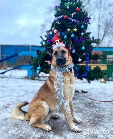 Томас, собака в добрые руки бесплатно