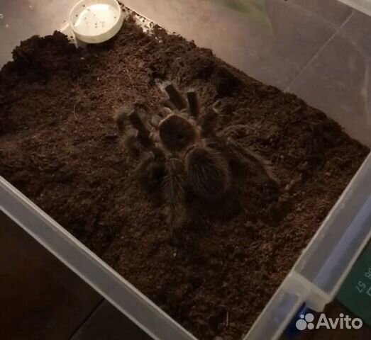 Паук птицеед