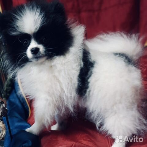 Шпиц, померанский, триколор