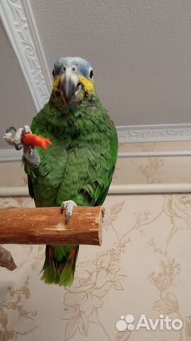 Венесуэльский Амазон