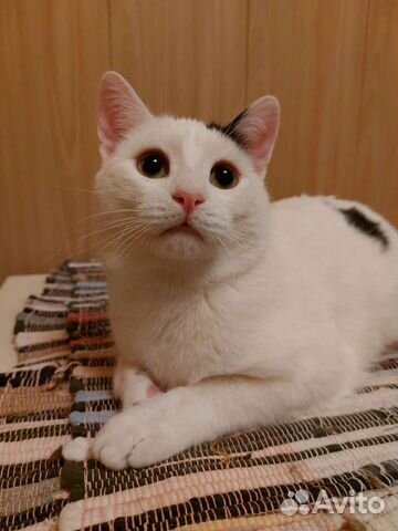 Котик Ярик ищет дом