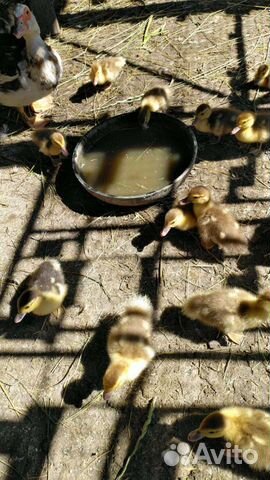 Индоутята 8 дней