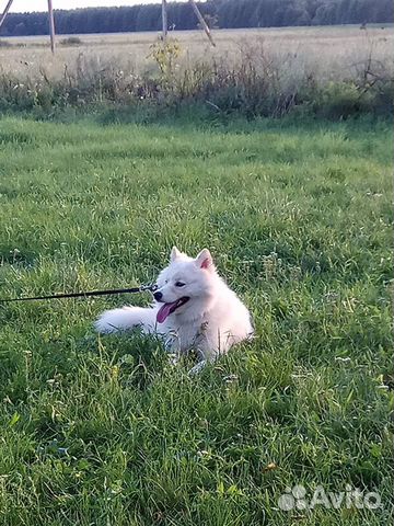 Шерсть самоеда