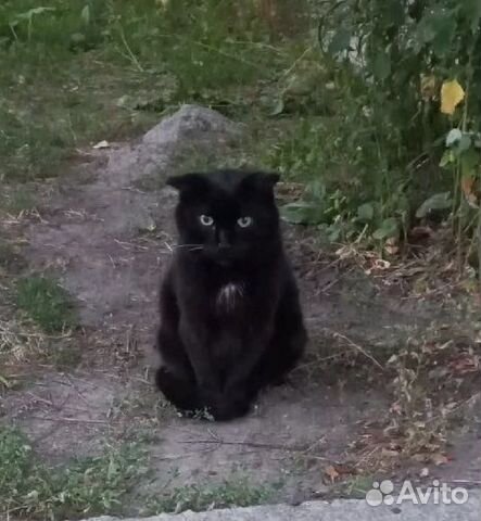 Кота выкинули хозяева нужен дом или передержка