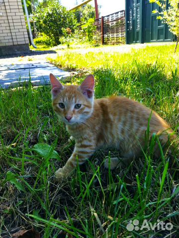 Котята рыжие в дар