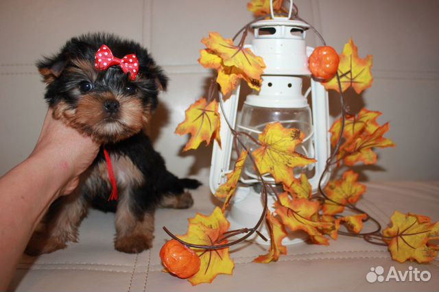 Очень красивая, очень кукольная девочка 2 мес