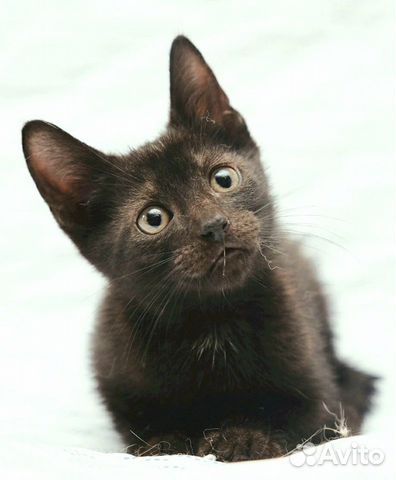 Котенок цвета шоколада. Мальчик