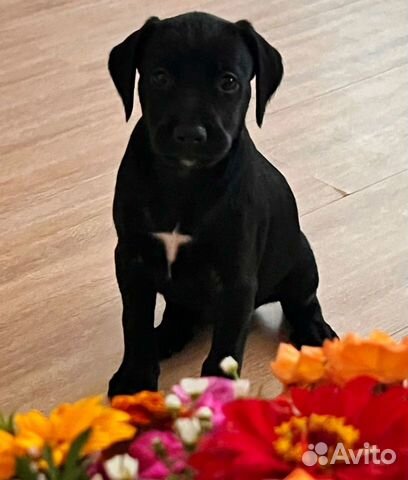 Щенок Лабрадора в добрые руки