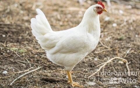 Куры и циплята Леггорн