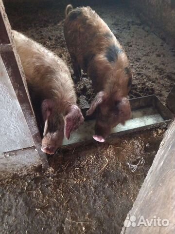 Поросята ландрас