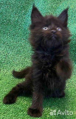 Черный солид