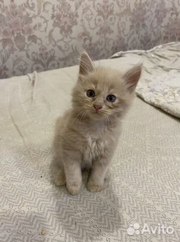 Котята отдам в добрые руки бесплатно