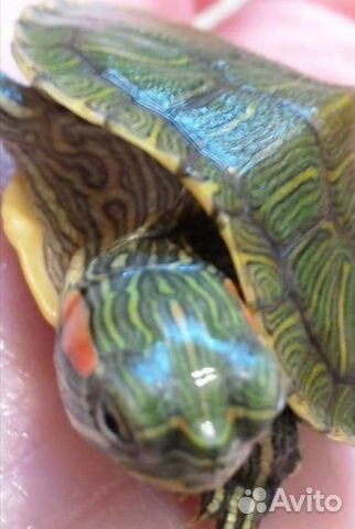 Красноухая черепаха с аквариумом