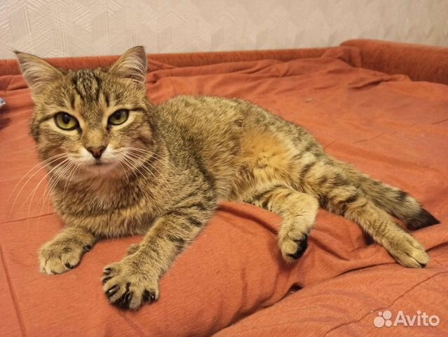 Кот кастрированный ласковый молодой 2 года