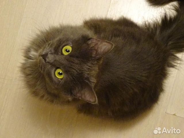 Кошка Кася в самые добрые руки