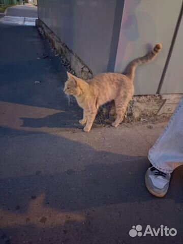 Найден рыжий кот