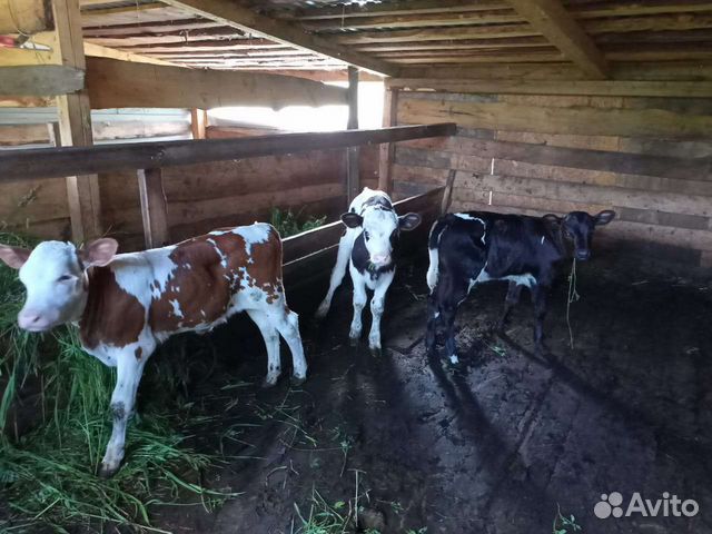 Телята, тёлочка, бычки