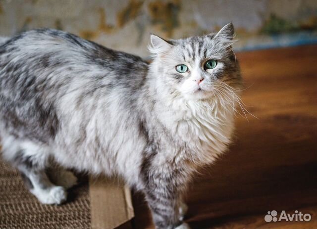 Кошка молодая бесплатно